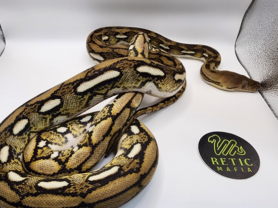 Super Dwarf Tiger Snow Maker Reticulated Python by 816 Morphs/Retic Mafia