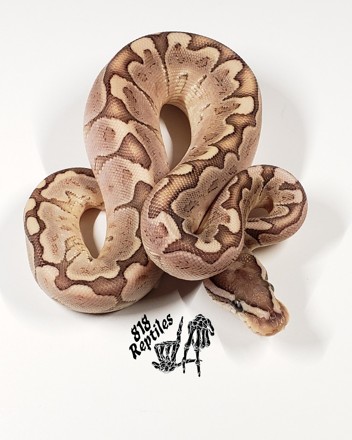 Bamboo Ball Python by 818 Reptiles - MorphMarket
