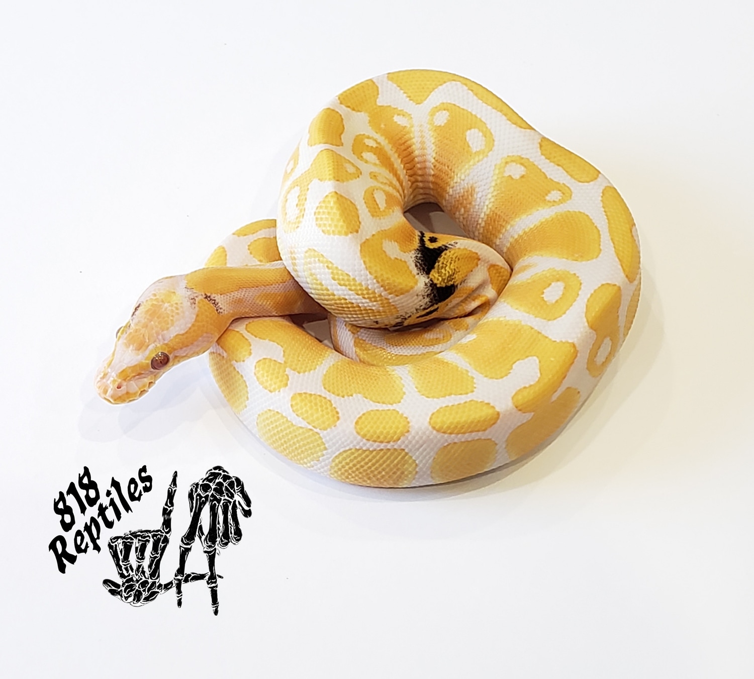 Lavender Albino Paradox 66% Het Clown Ball Python by 818 Reptiles ...