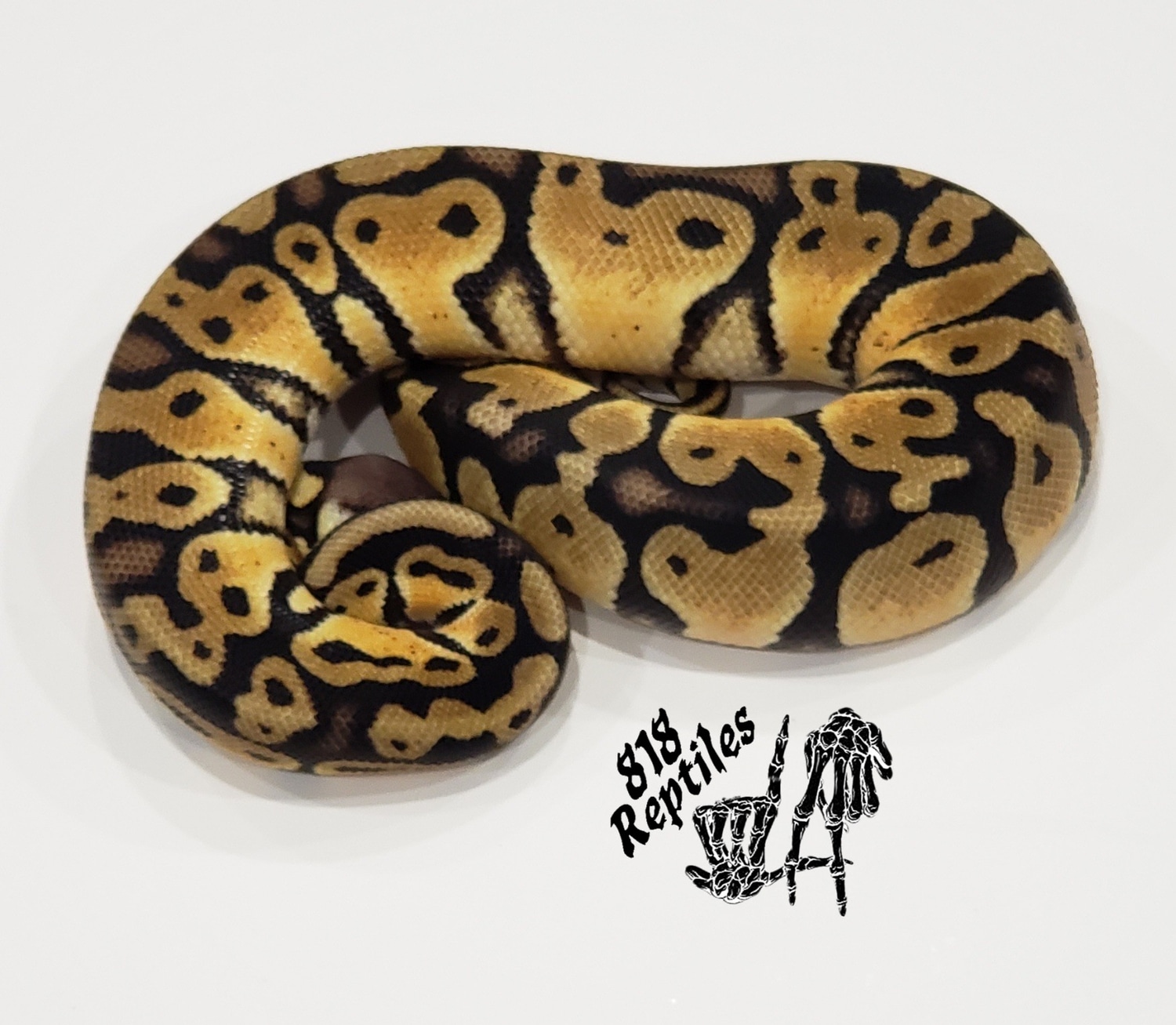 Pastel 66% Het Clown 66% Het Lavender Albino Ball Python by 818 ...
