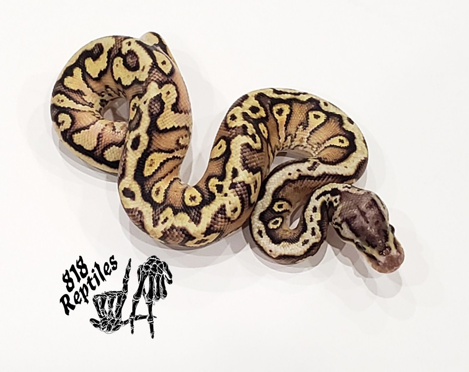 HGW Pastel Yellowbelly Het Hypo Ball Python by 818 Reptiles - MorphMarket