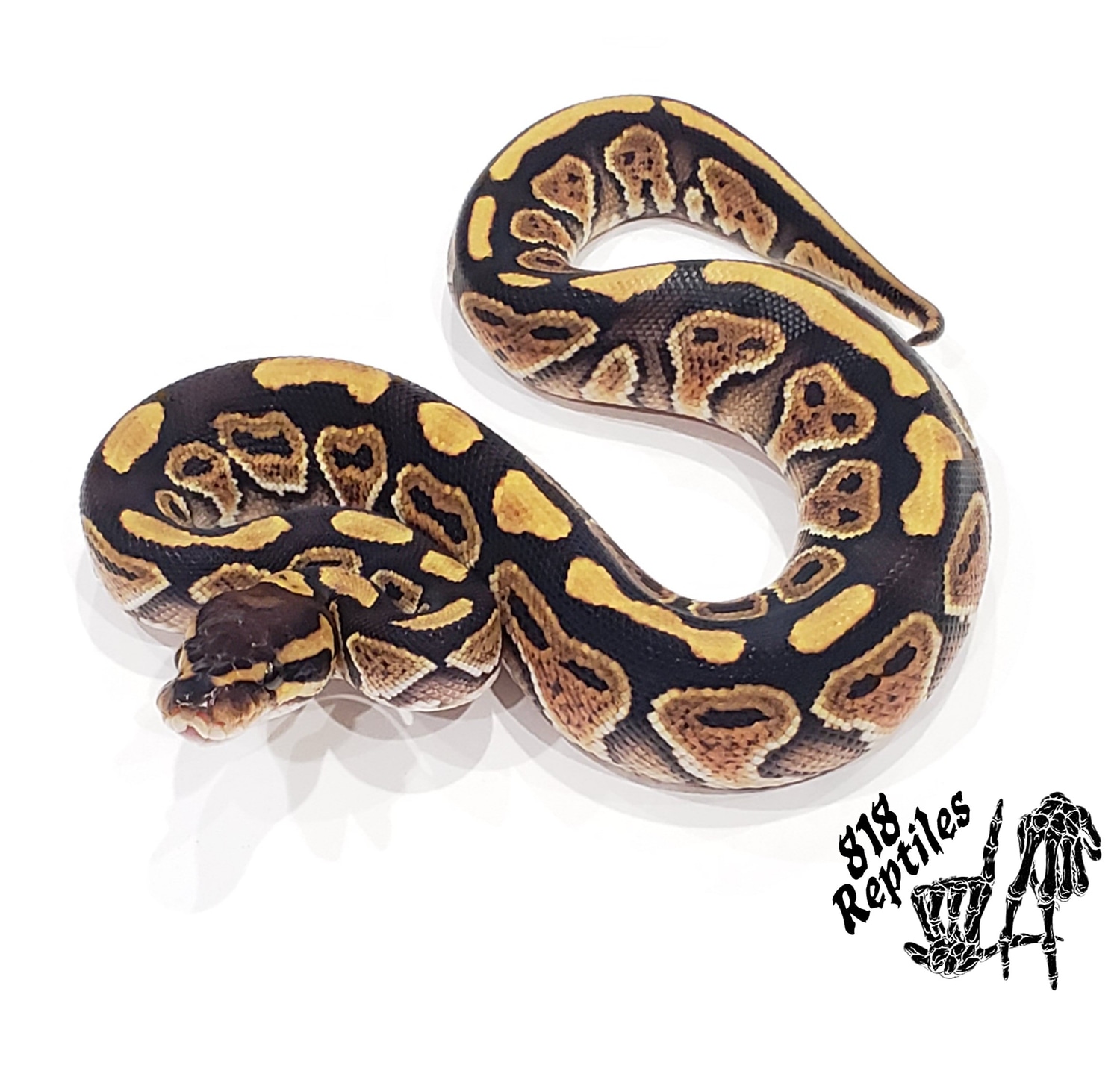 Special Ball Python by 818 Reptiles - MorphMarket