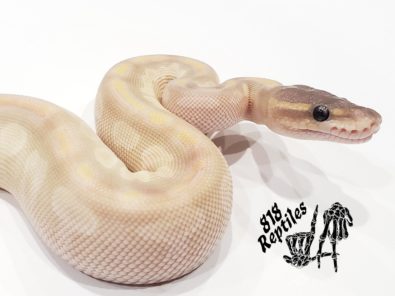 Mojave Special Possible Coral Glow Ball Python by 818 Reptiles ...
