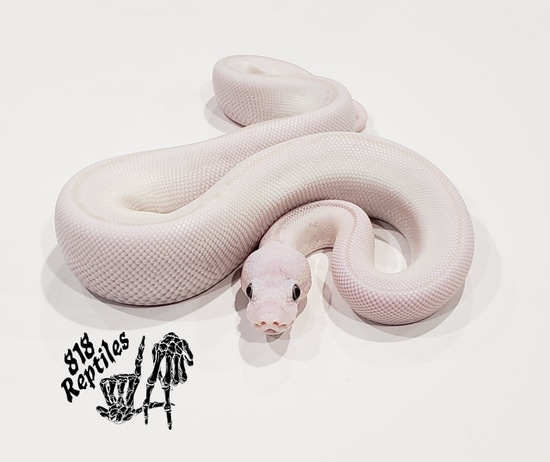 Hypo Butter Mojave Ball Python by 818 Reptiles