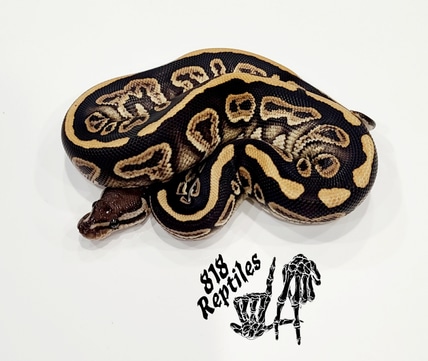 Hypo Black Pastel Clown Ball Python by 818 Reptiles - MorphMarket