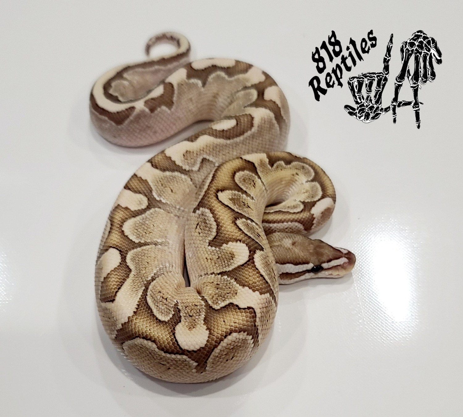Bamboo Possible Pastel Het Hypo Ball Python by 818 Reptiles - MorphMarket