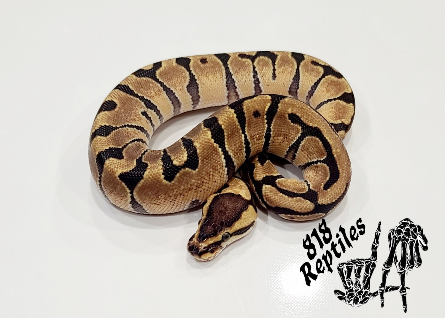 Enchi Possible Blade And Super Enchi 100% Het Clown Possible Het Hypo ...