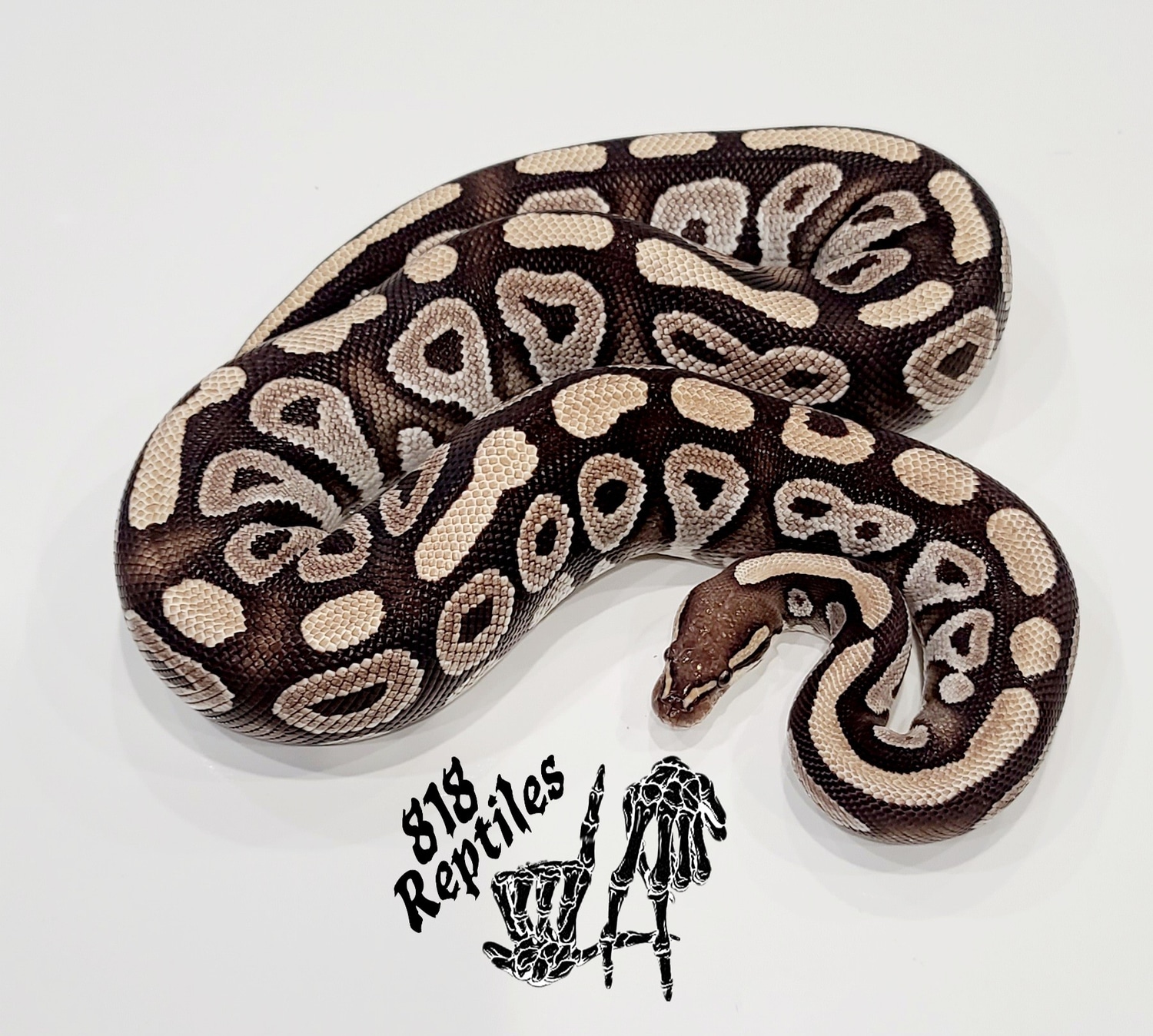 Phantom 100% Het Hypo Ball Python by 818 Reptiles - MorphMarket