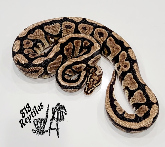 Spotnose Goblin Ball Python by 818 Reptiles