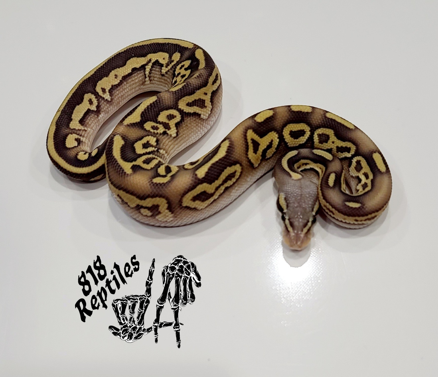 Hypo Leopard Mojave Pastel 66% Het Pied Ball Python by 818 Reptiles ...