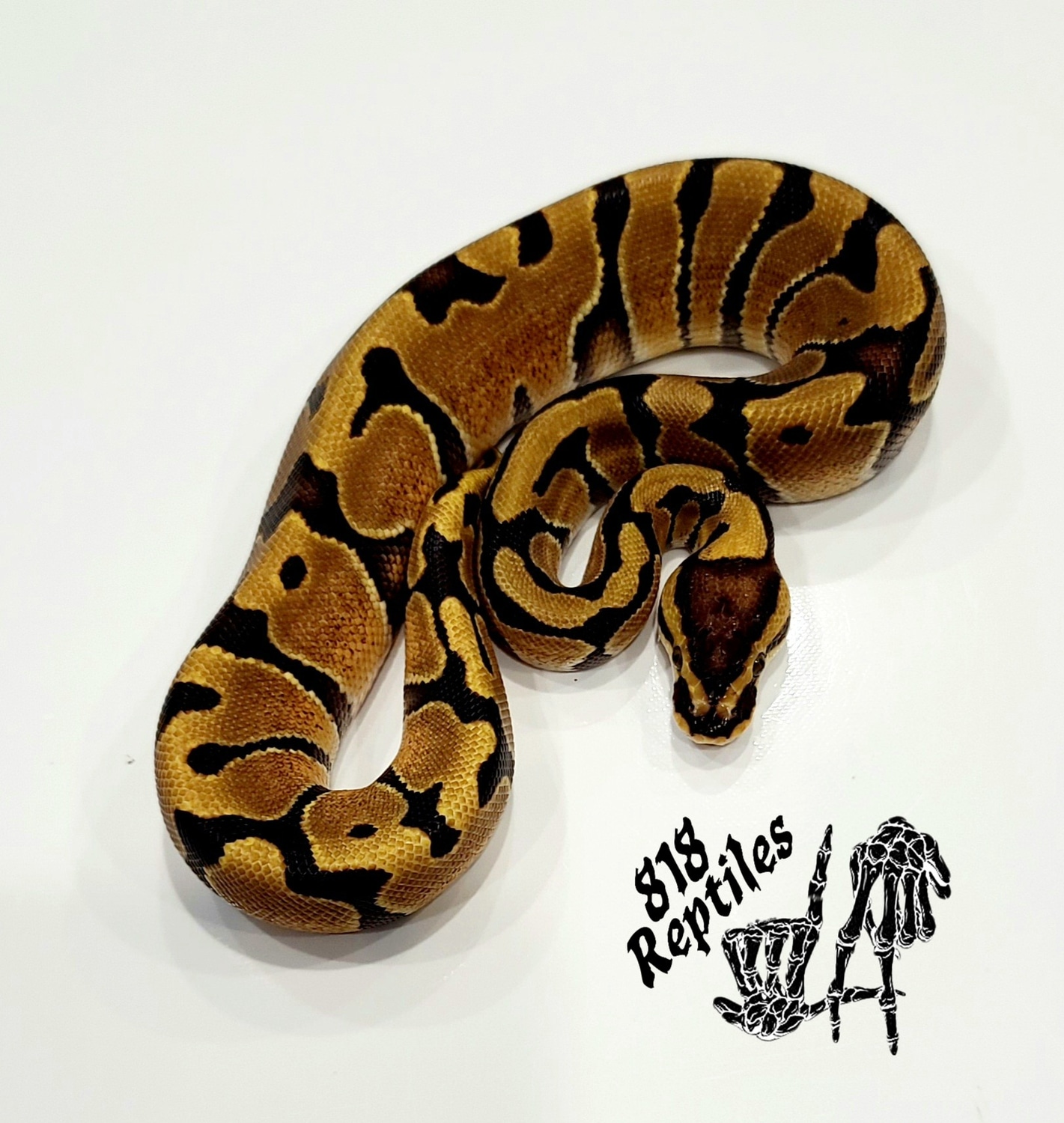 Enchi Possible Blade 100% Het Clown Pos Het Hypo Pos Het Rainbow Ball ...