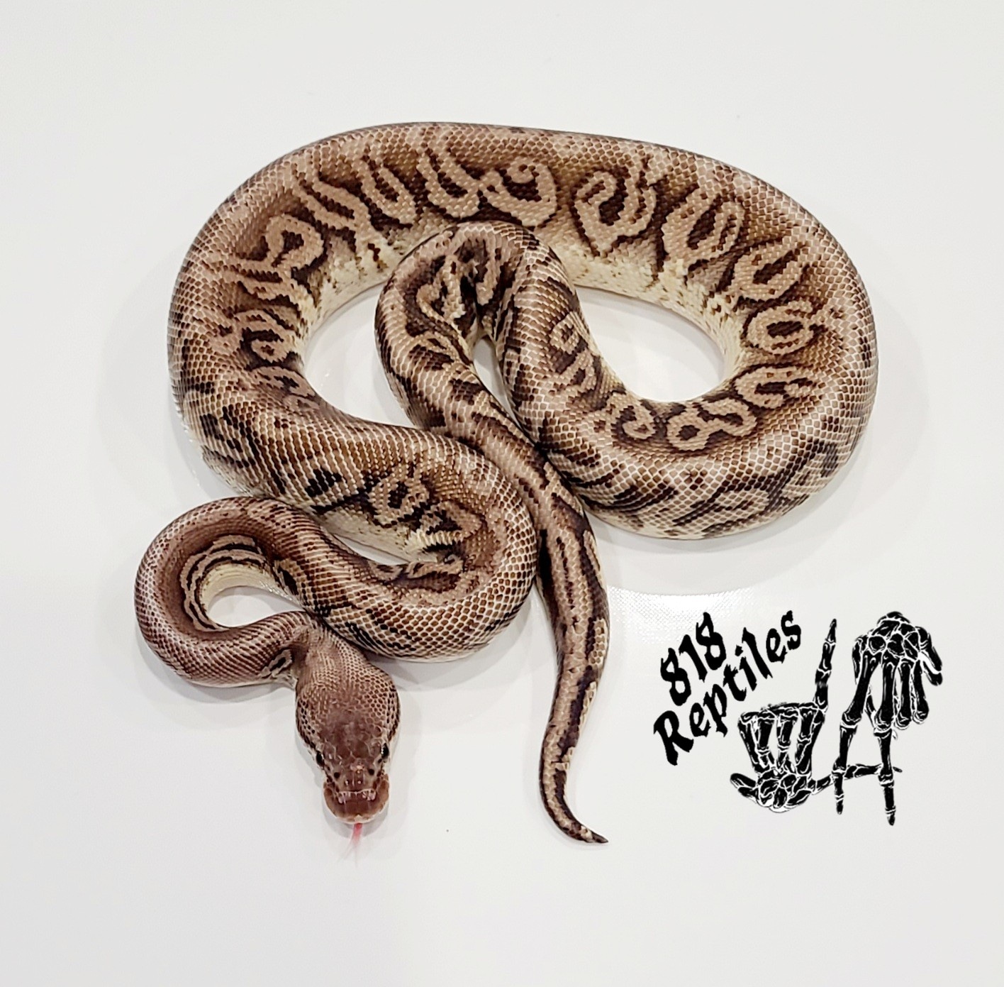 Pastel Phantom HGW Possible Spotnose Goblin Ball Python by 818 Reptiles ...