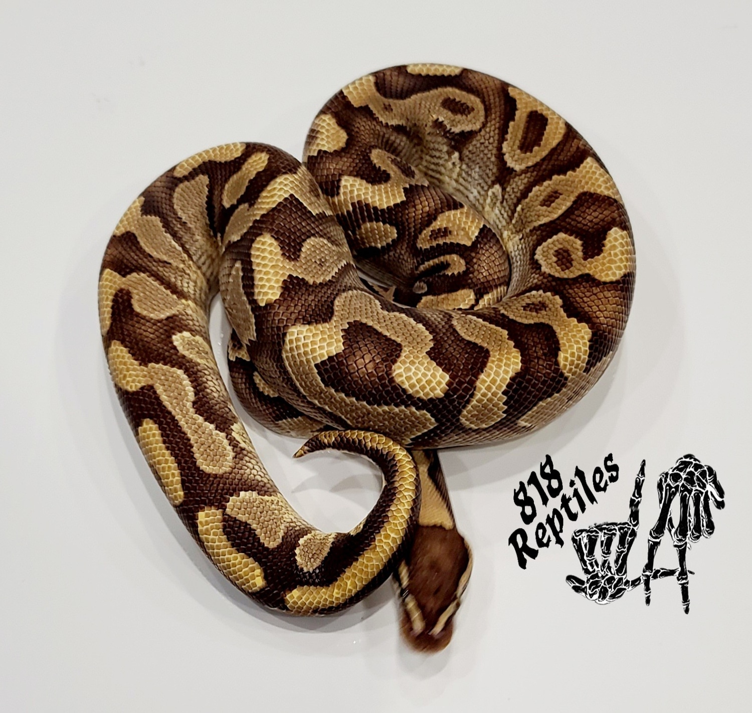 Phantom Enchi Goblin Ball Python by 818 Reptiles - MorphMarket