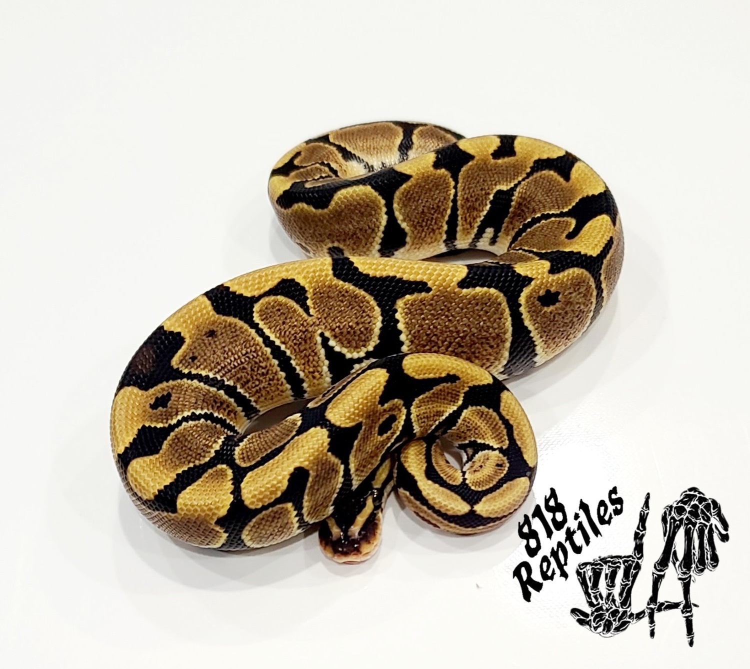 Enchi Blade 100% Het Clown Pos Het Rainbow Pos Het Hypo Ball Python by ...