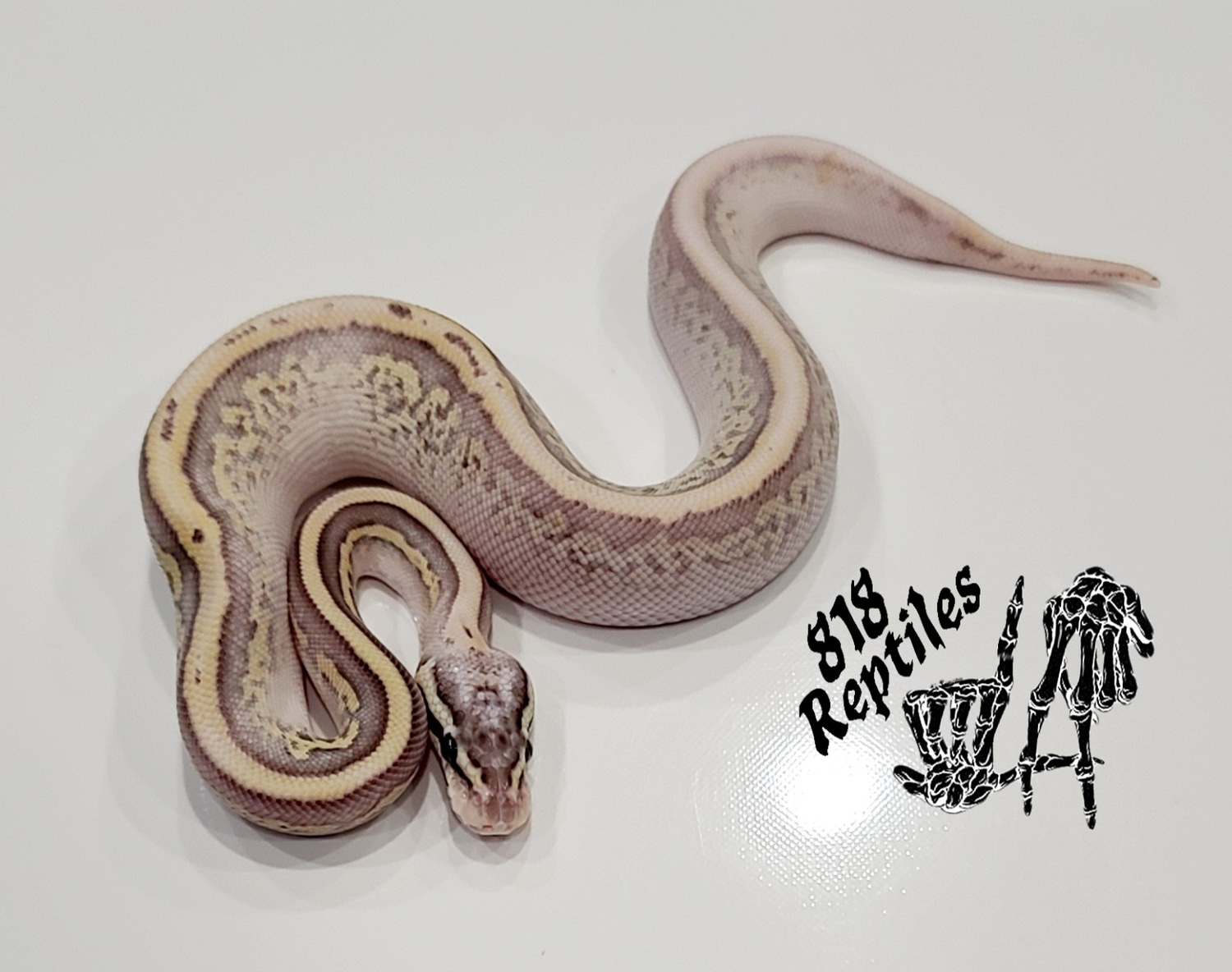 Super Pastel Fire Leopard Yellowbelly Special Pos Hypo Ball Python by ...