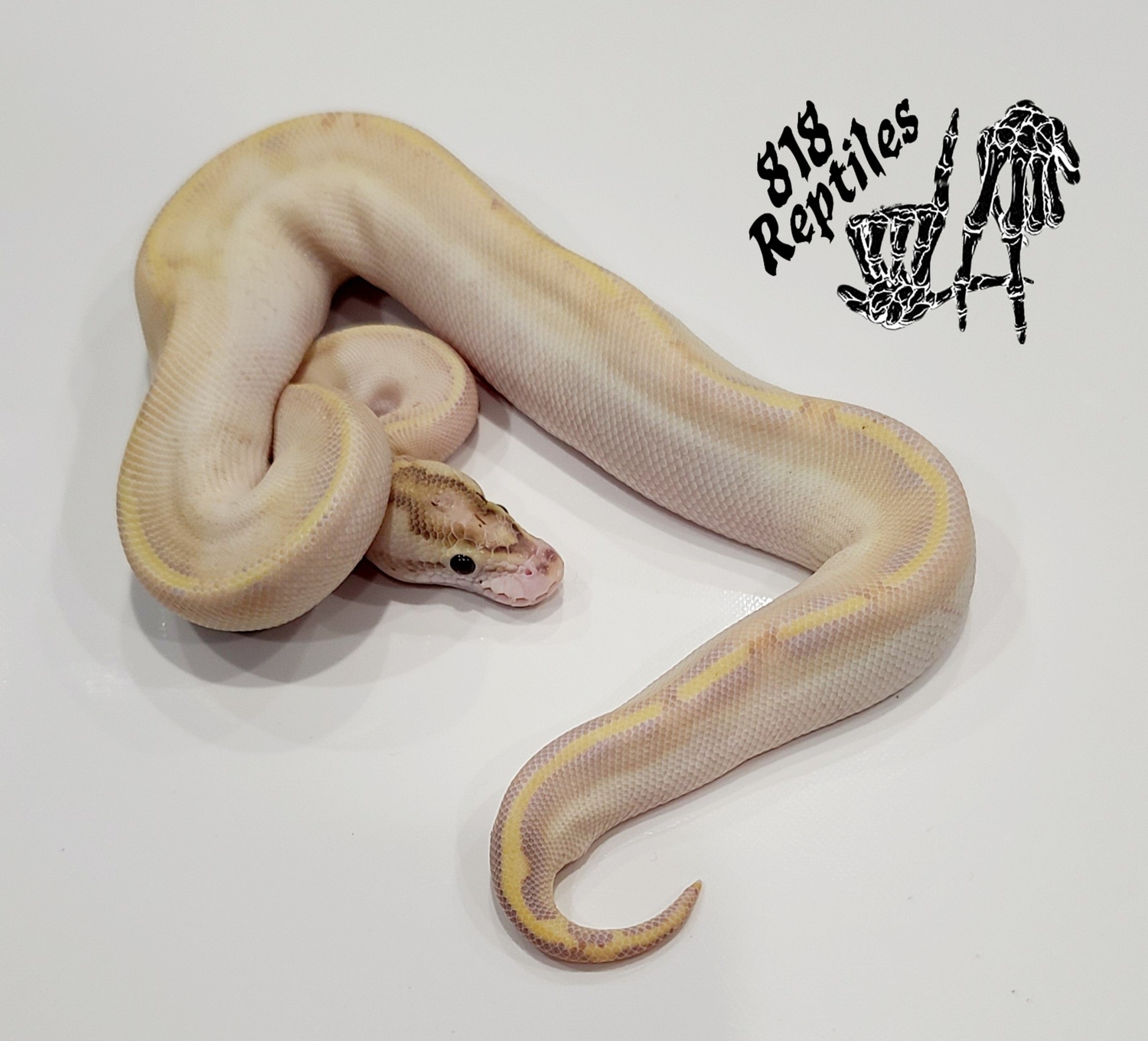 Ivory Possible Enchi Spotnose Goblin Ball Python by 818 Reptiles ...