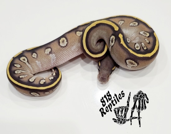 Hypo Blackhead Mojave Pos Red Gene Ringer Gene 50% Het Caramel Albino ...