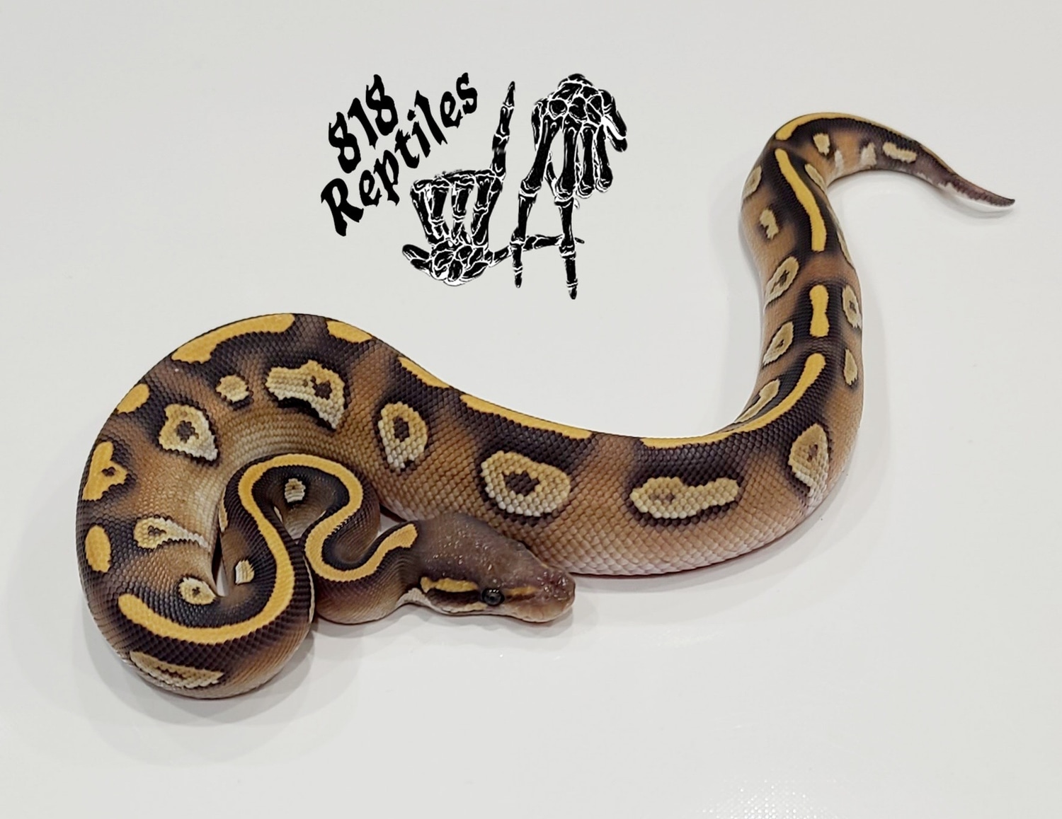 Hypo Blackhead Mojave Pos Red Gene 50% Het Caramel Albino Ball Python ...