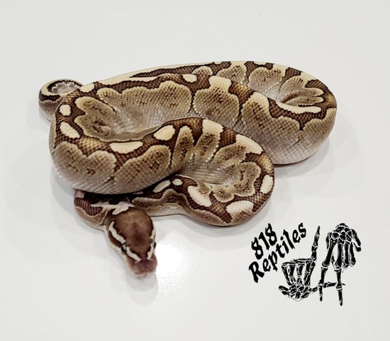 Bamboo 66% Het Ultramel Ball Python by 818 Reptiles