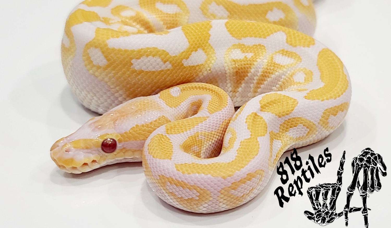 Lavender Albino 100% Het Clown Ball Python by 818 Reptiles - MorphMarket