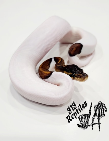 Black Pastel 100% Het Candy Ball Python by 818 Reptiles