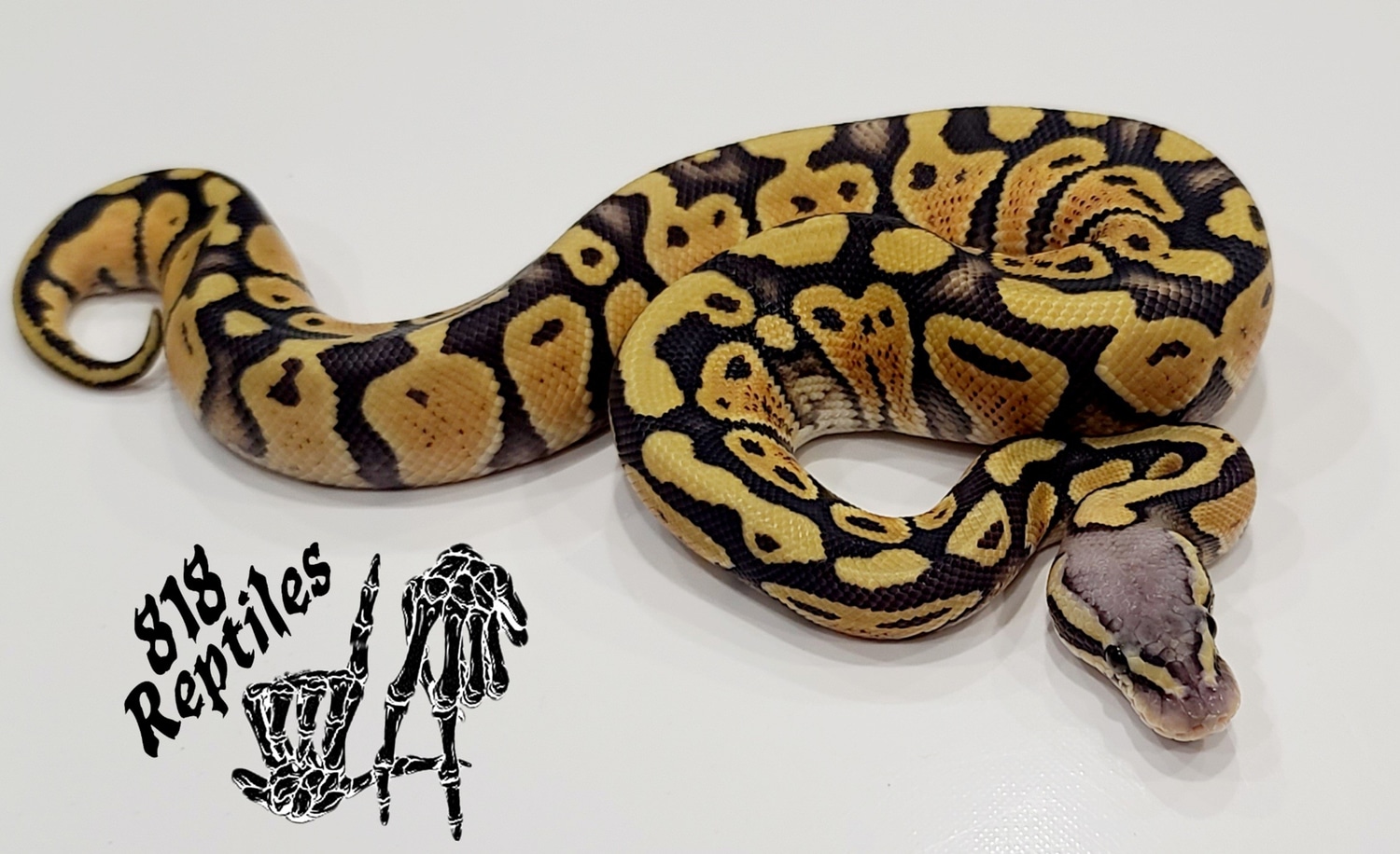 Hypo Pastel Poss Chocolate 100% Het Clown Ball Python by 818 Reptiles ...