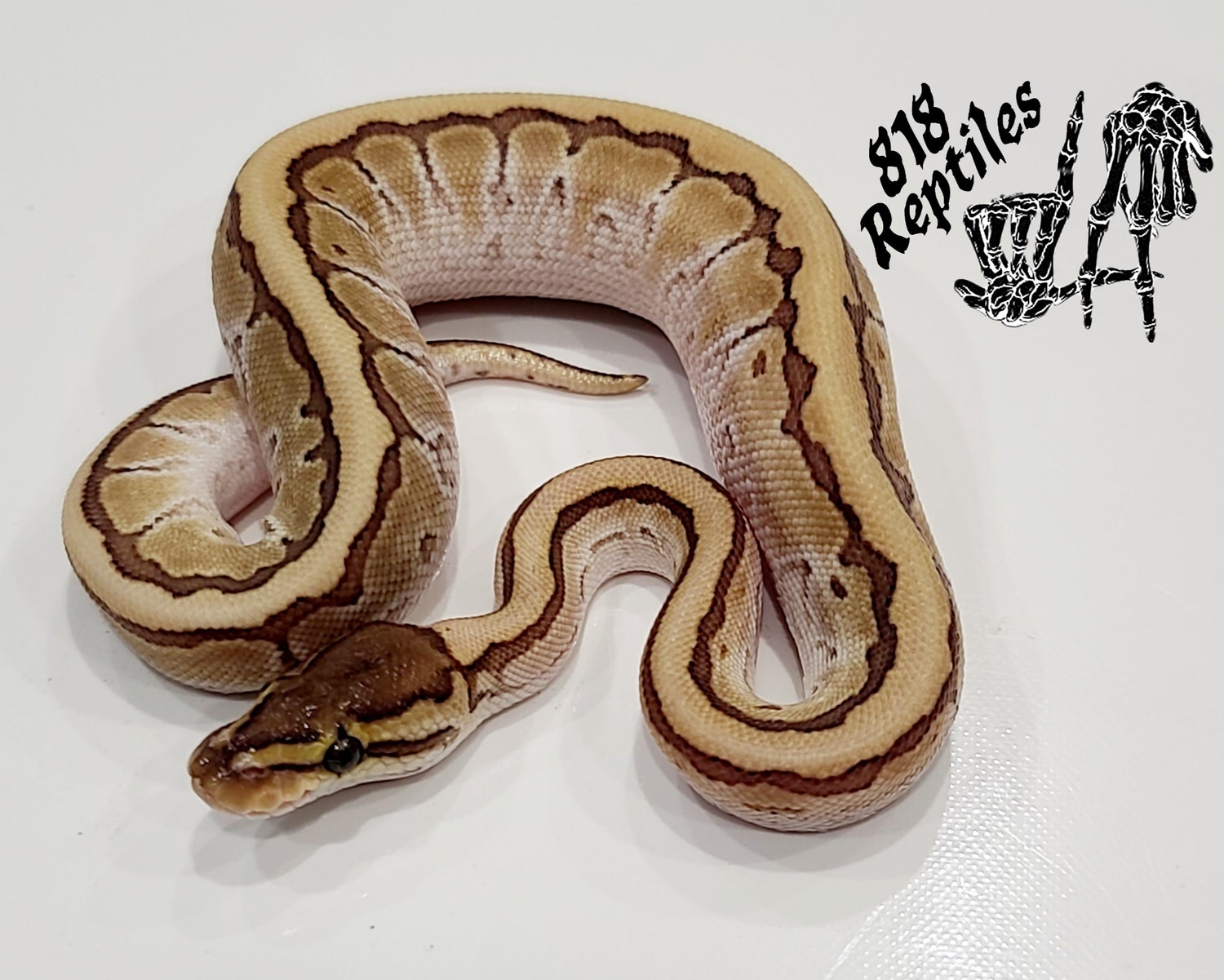 Lesser Enchi Pinstripe 66% Het Desert Ghost Ball Python by 818 Reptiles ...