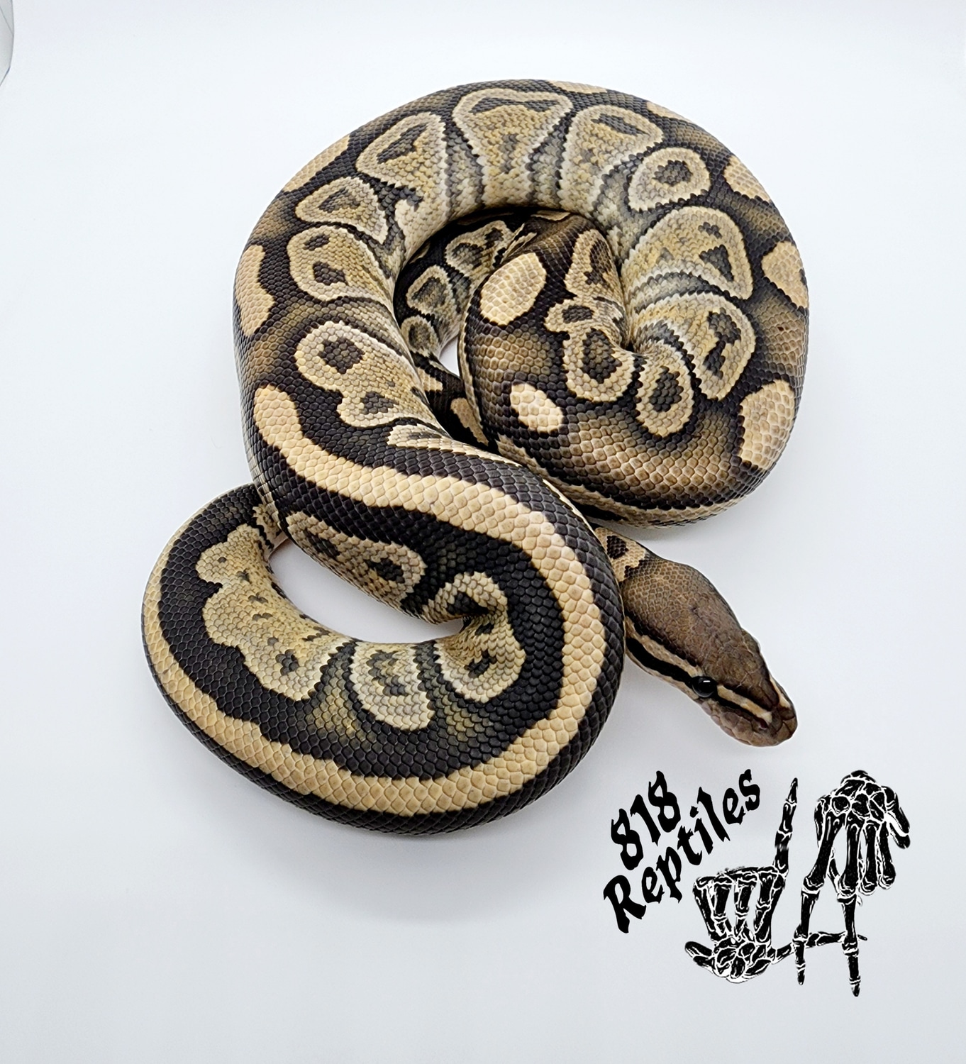 Hypo 100% Het Ultramel Ball Python by 818 Reptiles - MorphMarket