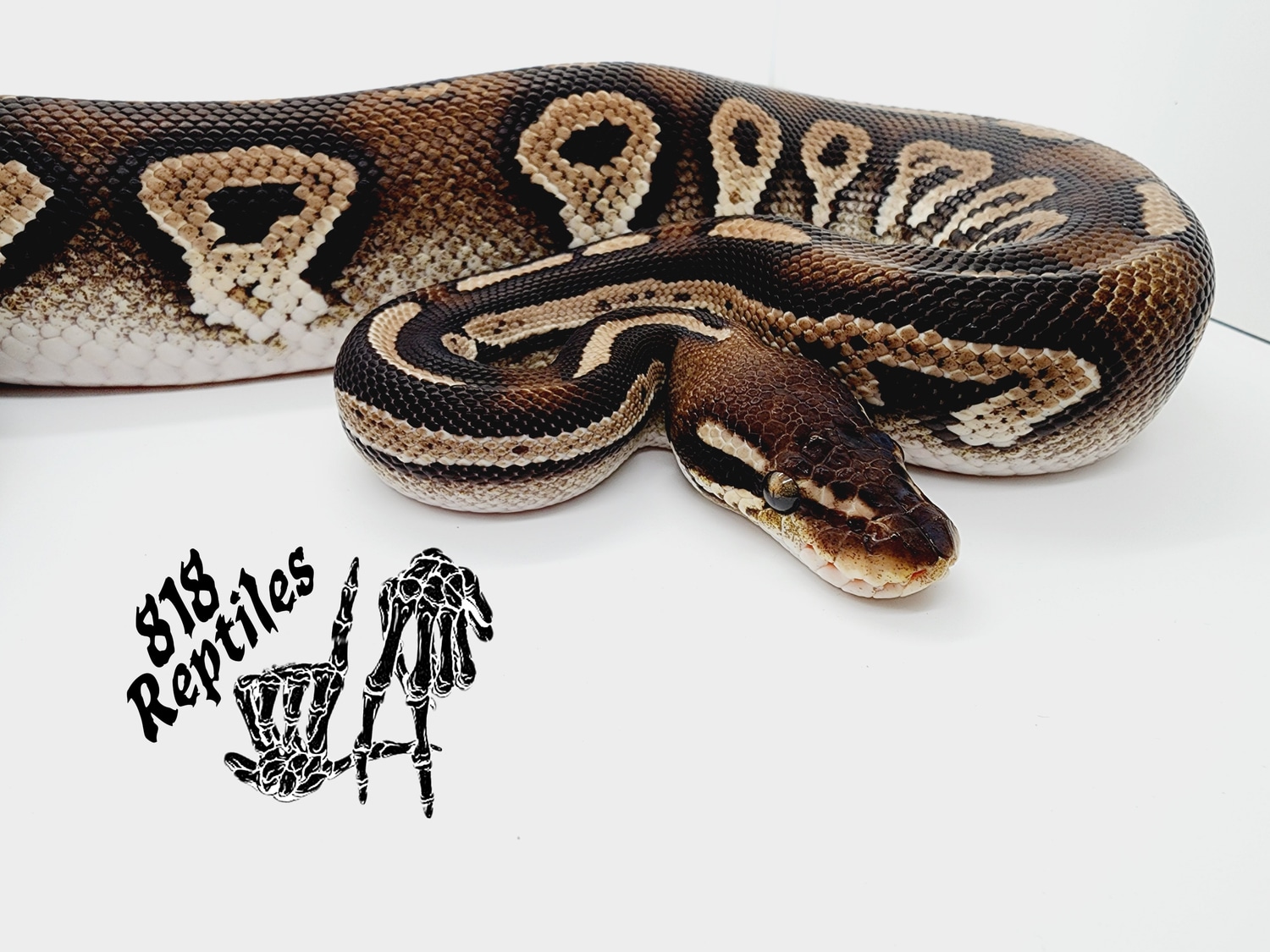 Pastel Blackhead Phantom Het Hypo Ball Python by 818 Reptiles - MorphMarket