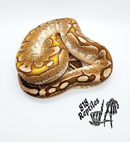 Bamboo Het Ultramel Ball Python by 818 Reptiles