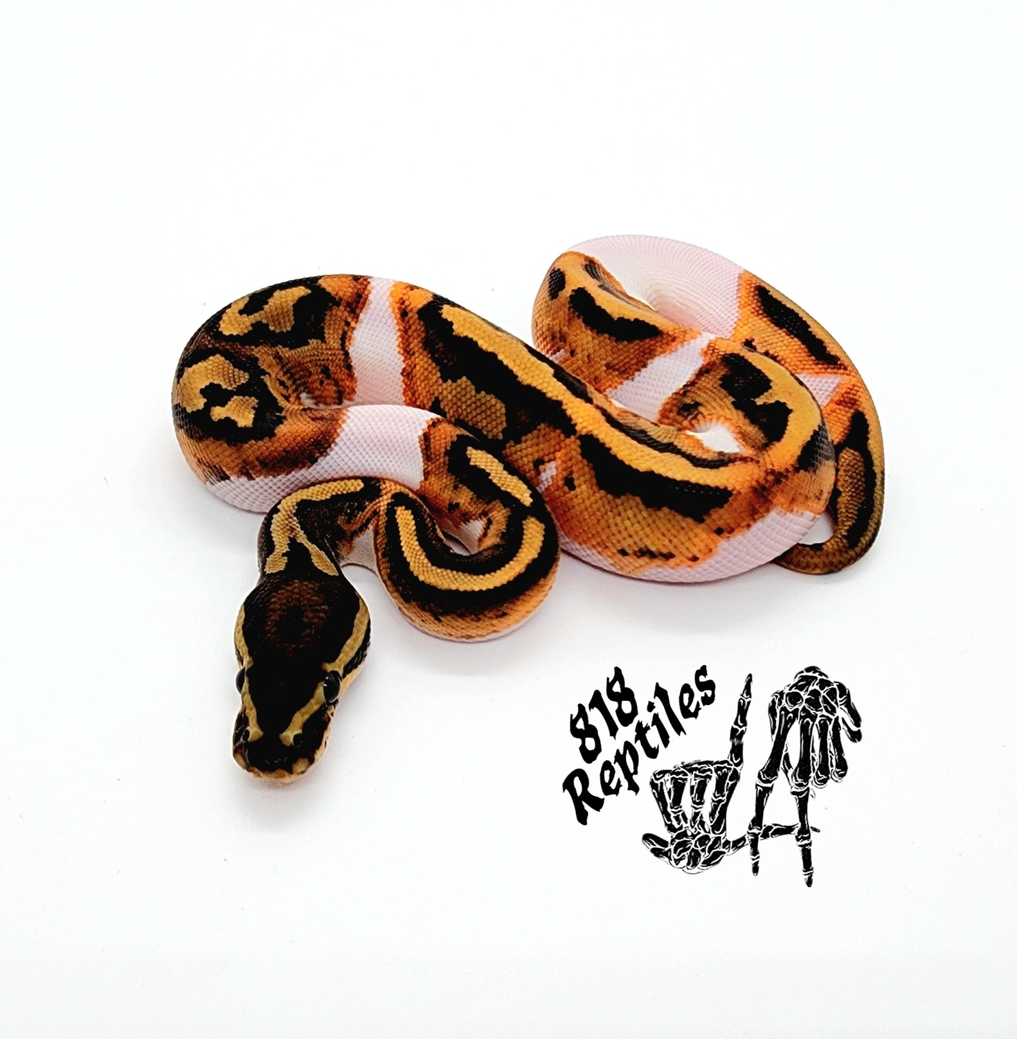 Pied 100% Het Hypo 66% Het Black Axanthic Ball Python by 818 Reptiles - MorphMarket