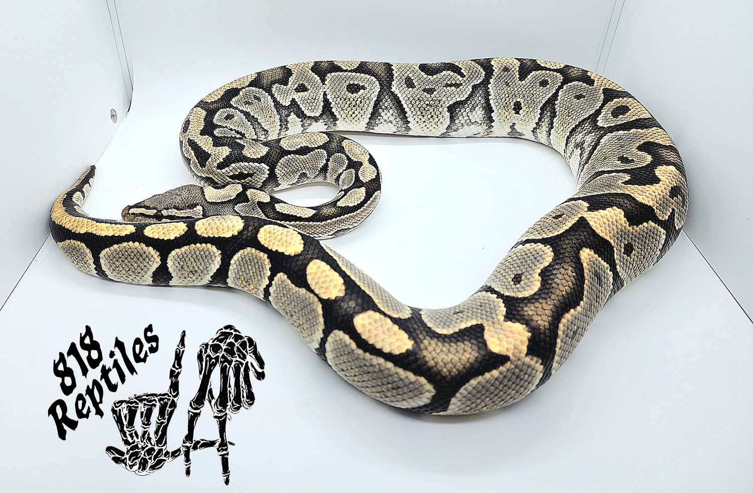 Hypo 100% Het Caramel Albino Ball Python by 818 Reptiles - MorphMarket
