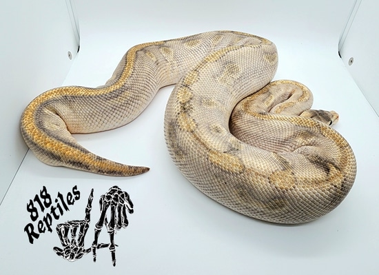 Enchi Mimosa Ball Python by 818 Reptiles