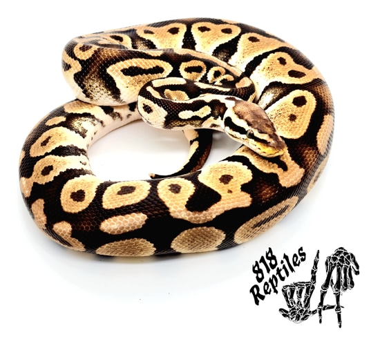 Pastel 100% Het Clown 100% Het Ultramel Ball Python by 818 Reptiles