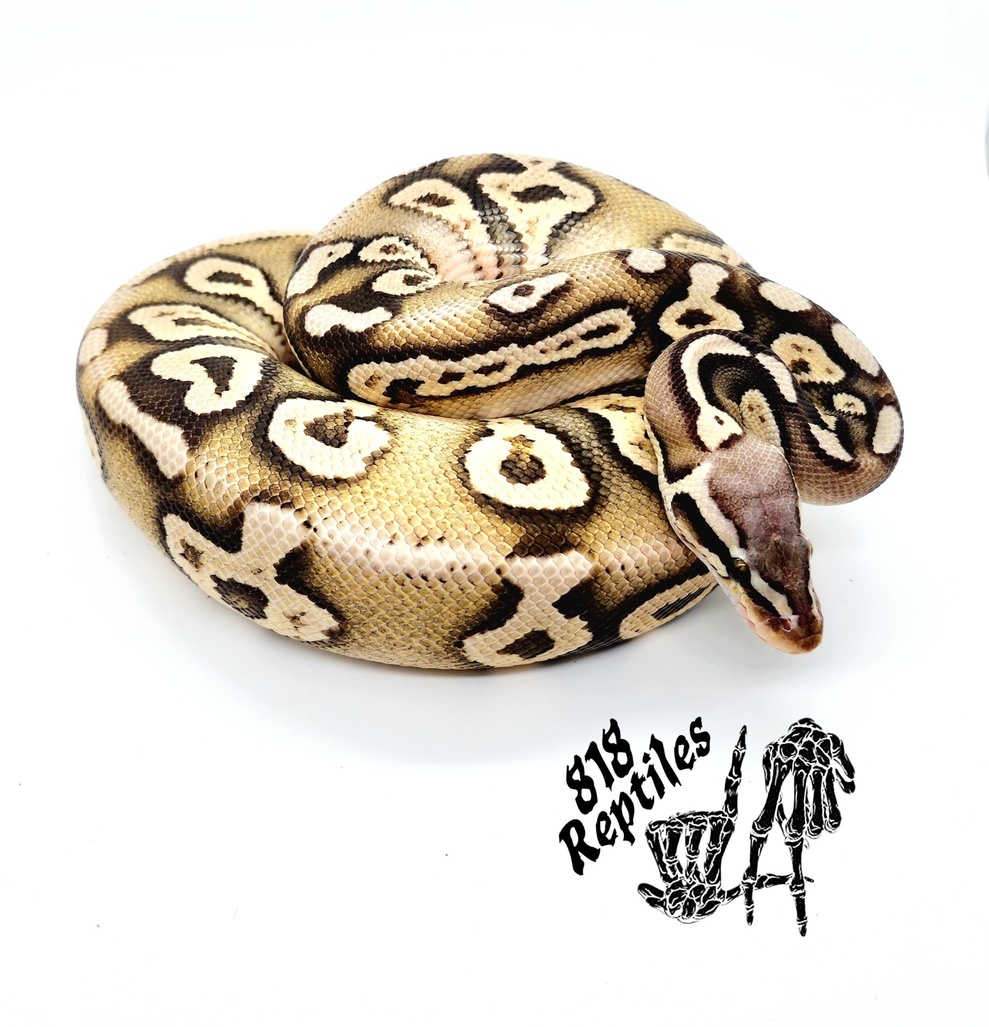 Hypo Pastel Blackhead Phantom Ball Python by 818 Reptiles - MorphMarket