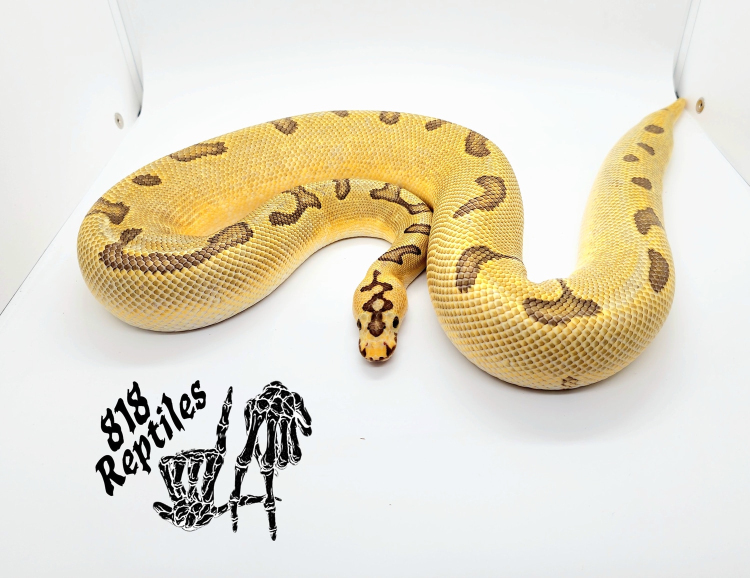 Hypo Super Enchi Clown 50% Het Rainbow Possible Blade Ball Python by ...