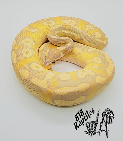 Mojave Caramel Glow Ball Python by 818 Reptiles