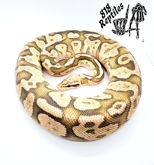 Hypo Yellowbelly Firefly Ball Python by 818 Reptiles