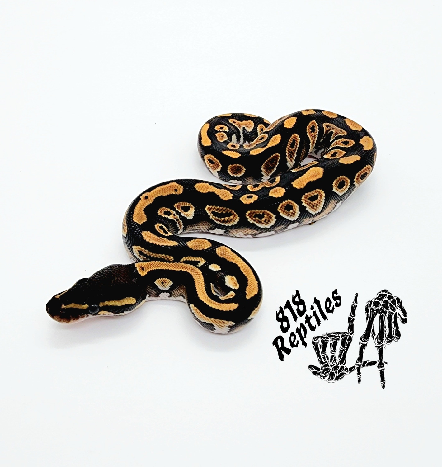 Blackhead Pos Red Gene & Ringer Gene, 100% Double Het Hypo Clown Ball ...