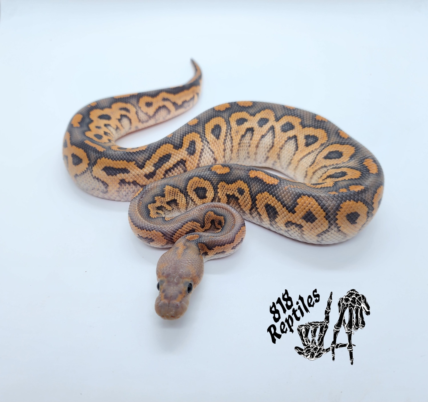Hypo Black Pastel Clown Ball Python by 818 Reptiles - MorphMarket