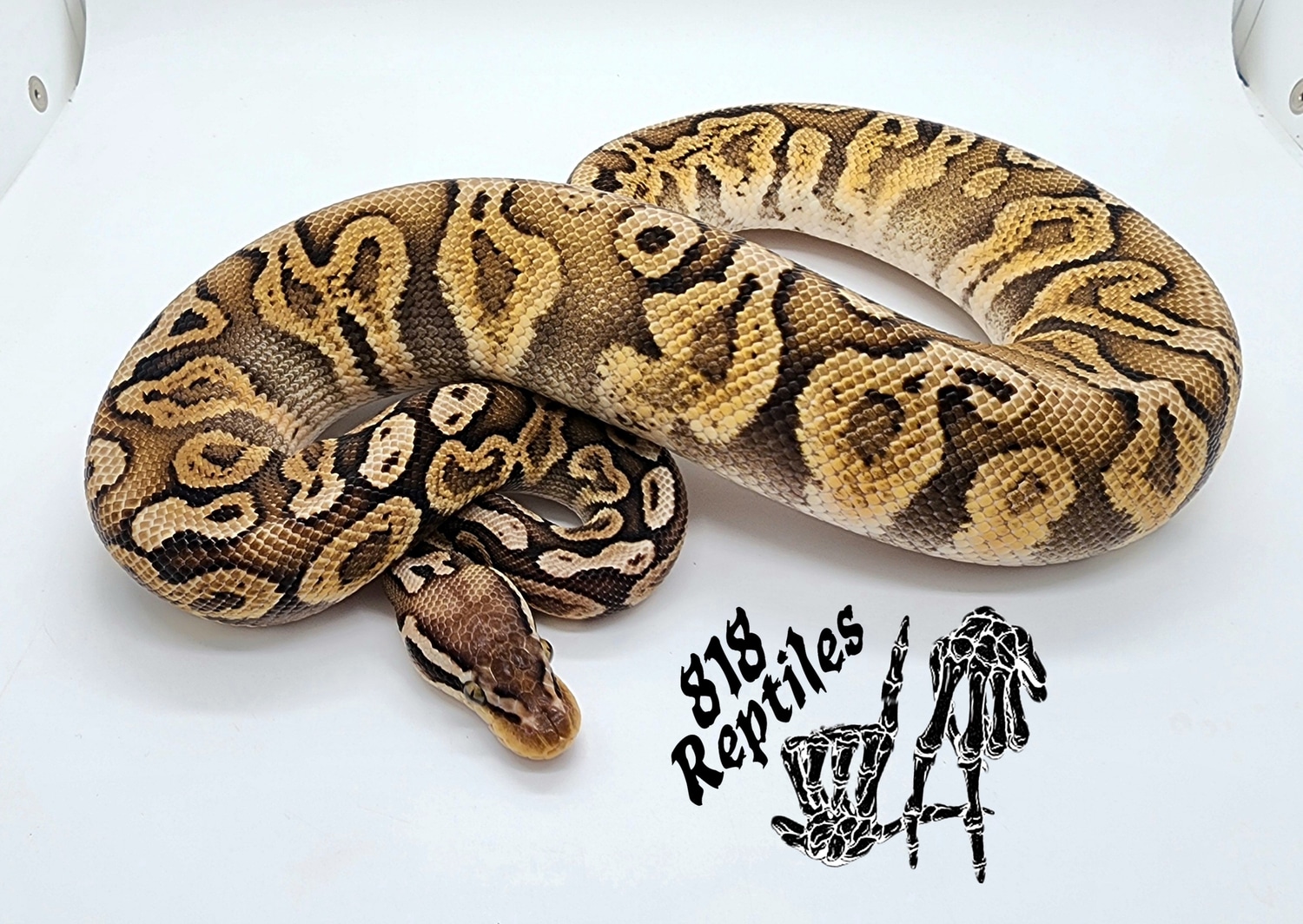 Pastel Ghi Vanilla Ball Python by 818 Reptiles - MorphMarket