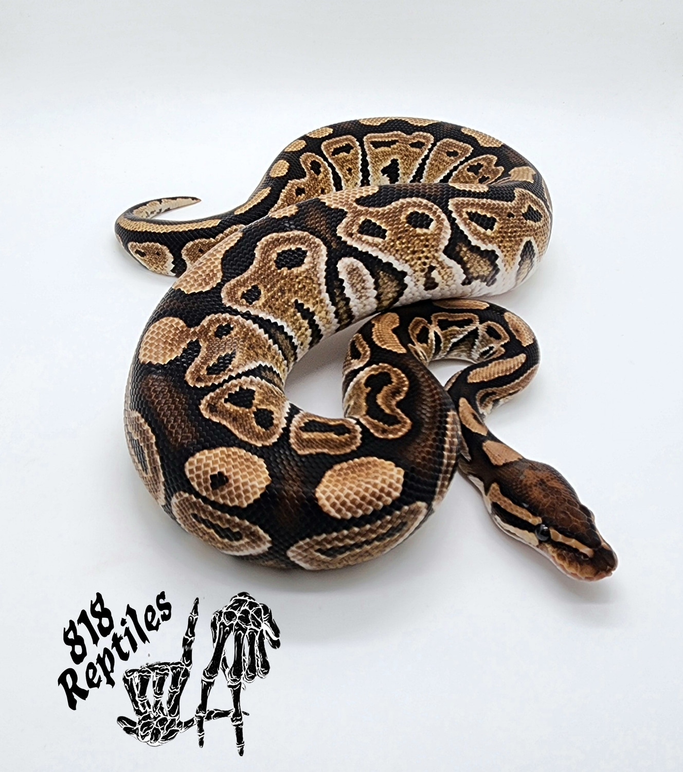Special Ball Python by 818 Reptiles - MorphMarket