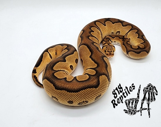 Black Pastel Enchi Clown 66% Het Hypo 50% Het Rainbow Ball Python by ...