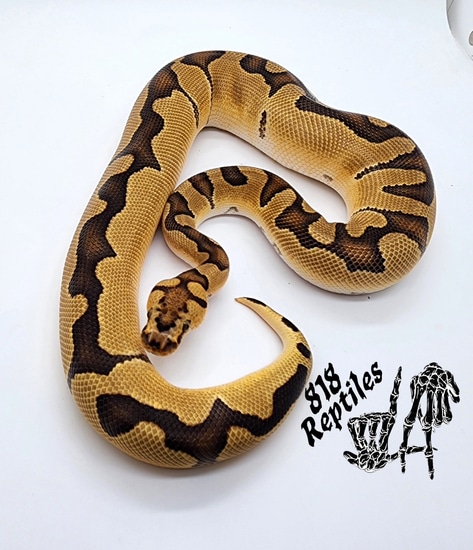 Enchi Clown 66% Het Hypo 50% Het Rainbow Ball Python by 818 Reptiles