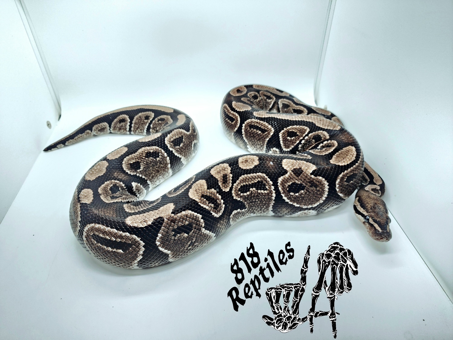 Black Axanthic Het Hypo Ball Python by 818 Reptiles - MorphMarket