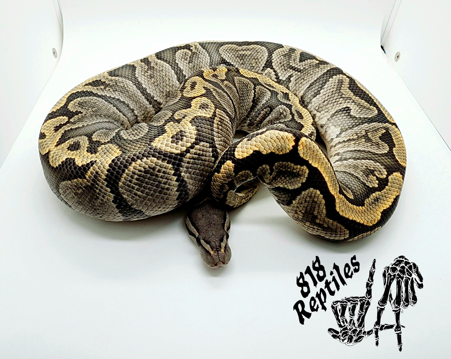 Hypo Ghi Het Clown Ball Python by 818 Reptiles - MorphMarket
