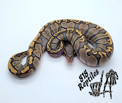 Hypo Black Pastel Clown Ball Python by 818 Reptiles - MorphMarket