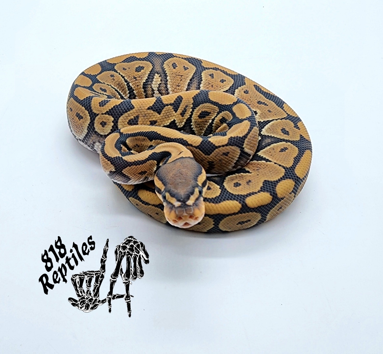 Hypo 66% Het Clown Ball Python by 818 Reptiles - MorphMarket