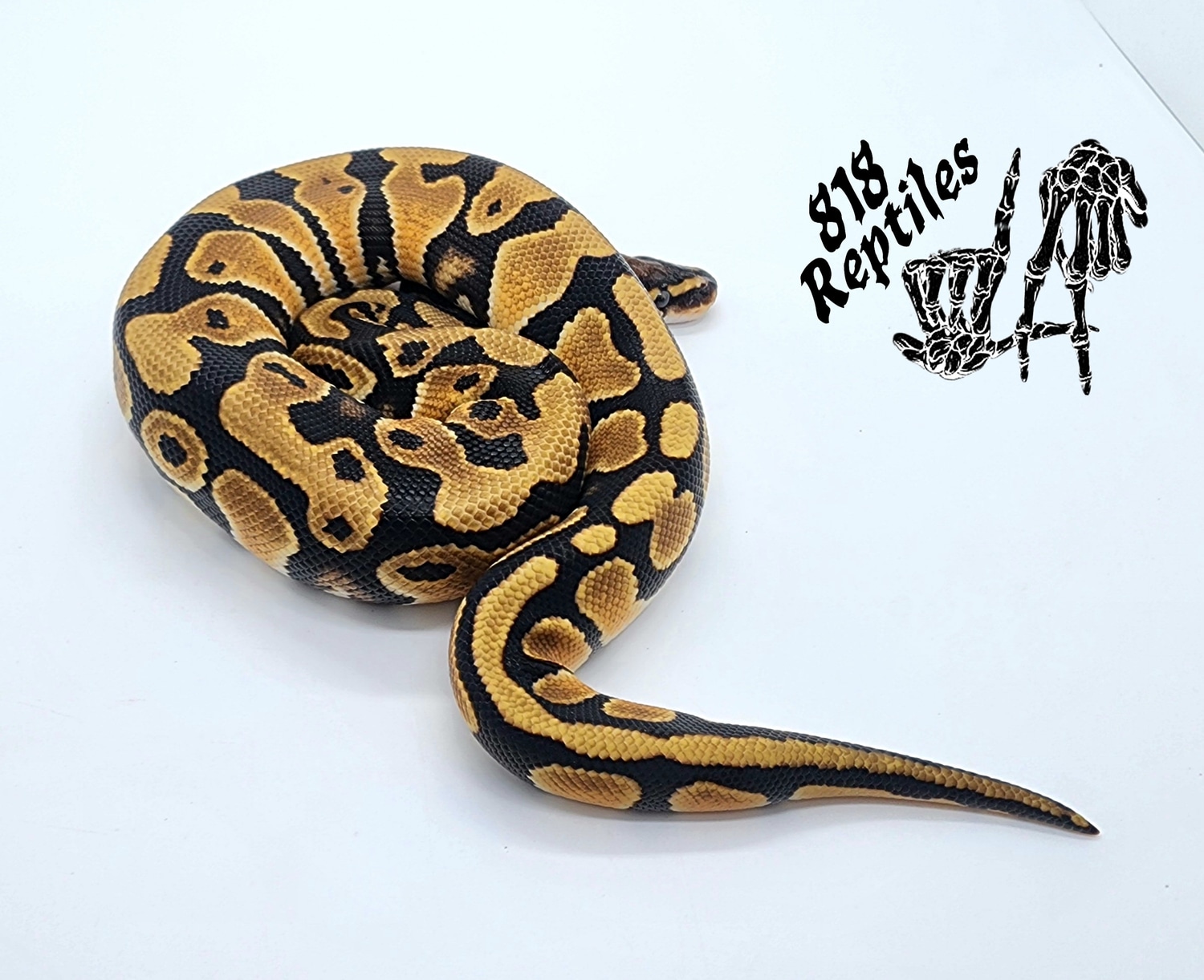 Orange Dream Double Het Hypo Clown Ball Python by 818 Reptiles ...