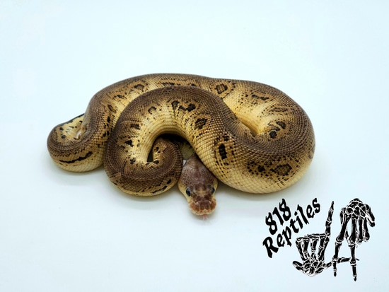 Black Pewter Clown PDH Hypo Ultramel Ball Python by 818 Reptiles
